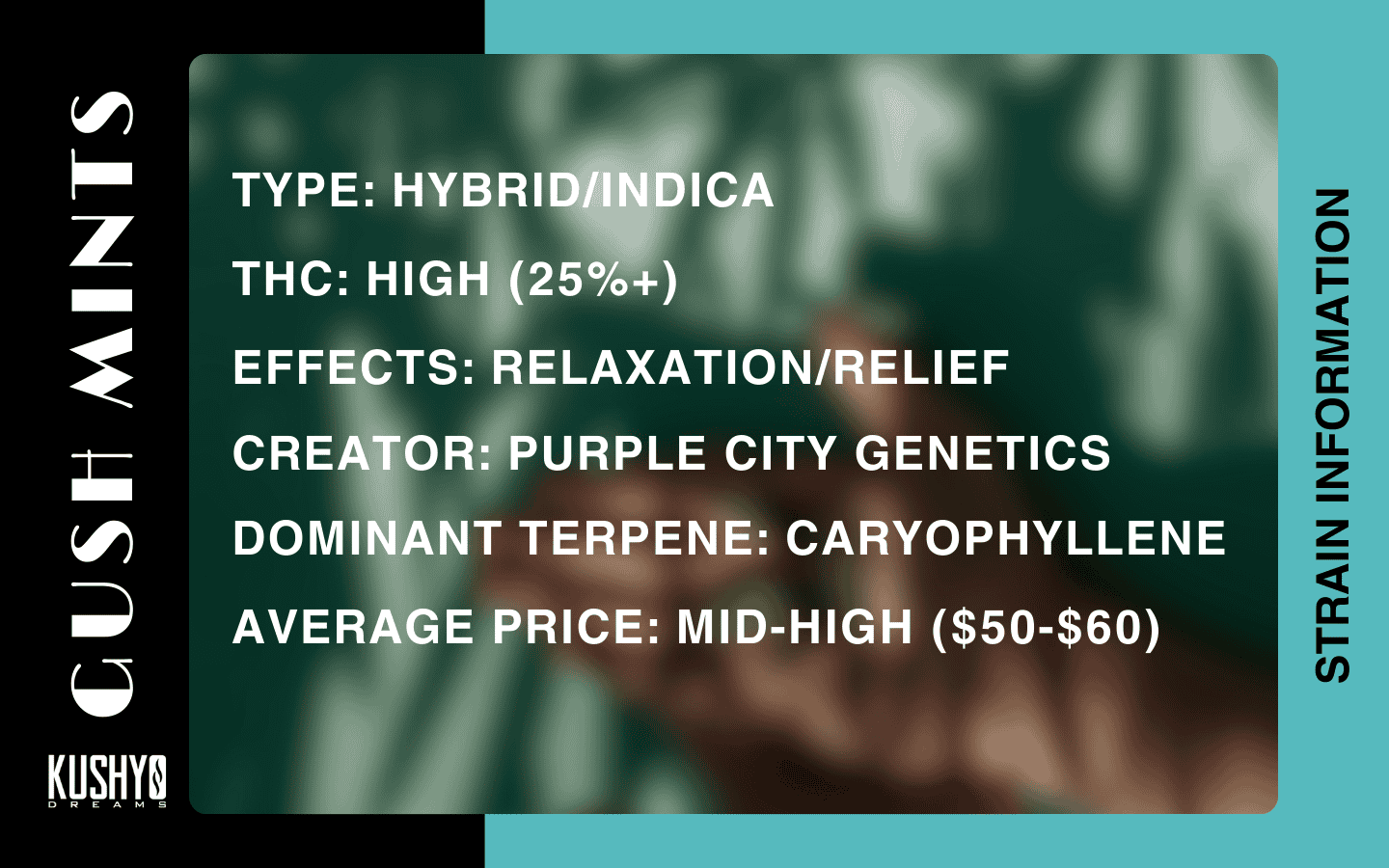 10 Informational Facts About The Gush Mints Strain (Cannabis Info ...