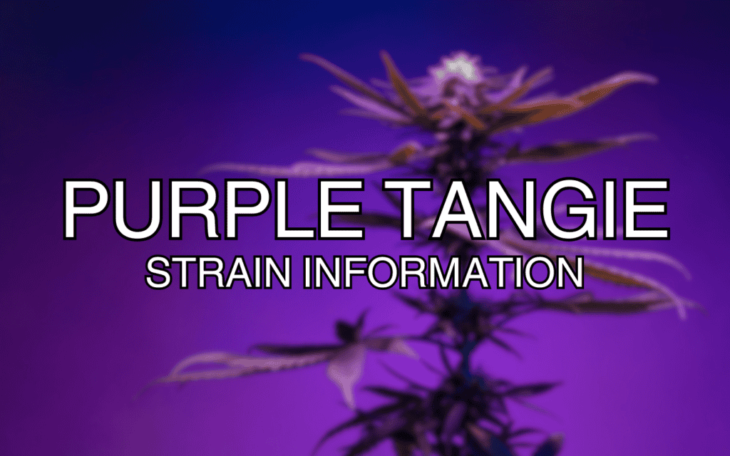 10 Dank Facts About The Purple Tangie Strain (Cannabis Info) - Kushy Dreams