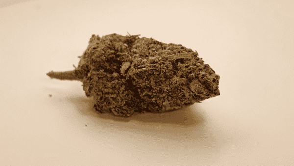 Bubble Gum Strain: Cannabis Information And Review - Kushy Dreams