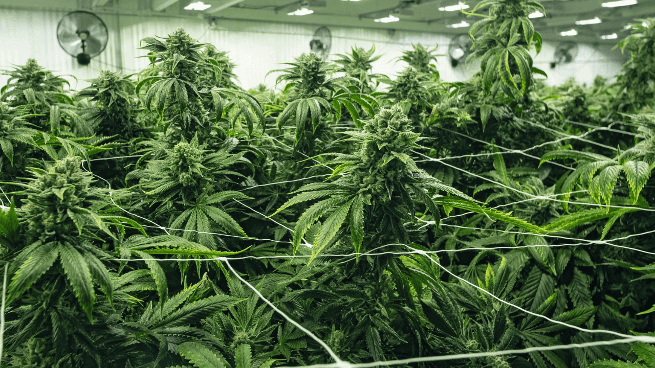 8 Tips For New Cannabis Home Growers - Kushy Dreams