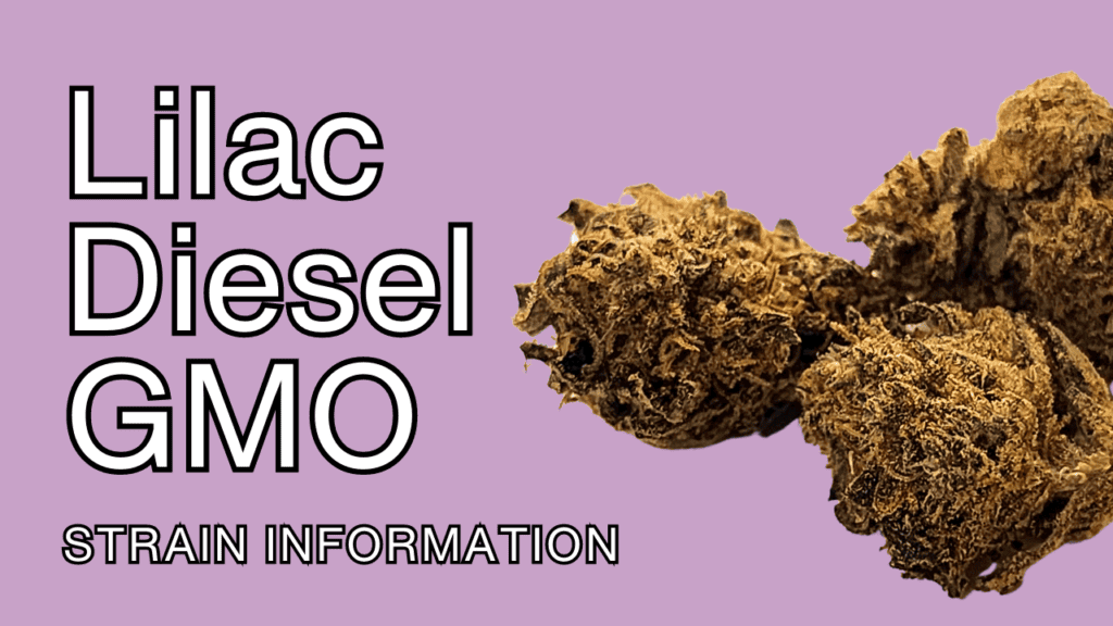 Lilac Diesel GMO Strain: Cannabis Information And Review - Kushy Dreams